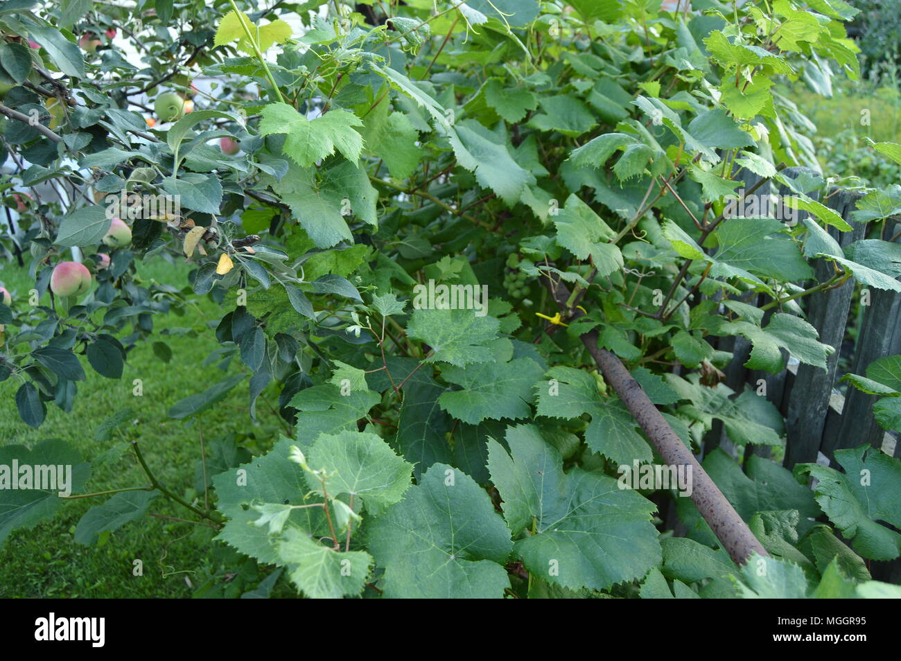 The vine is intertwined with the branches of an Apple tree in the ...
