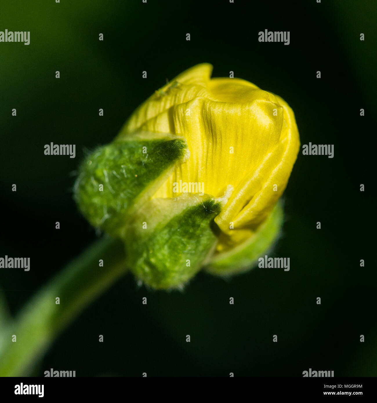 Buttercup flower bud hi-res stock photography and images - Alamy