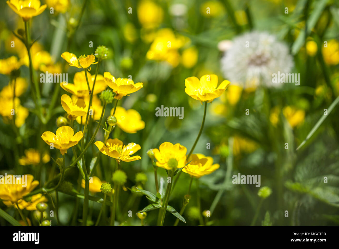 blooming flower in spring, buttercup, crowfoot, ranunculus Stock Photo ...