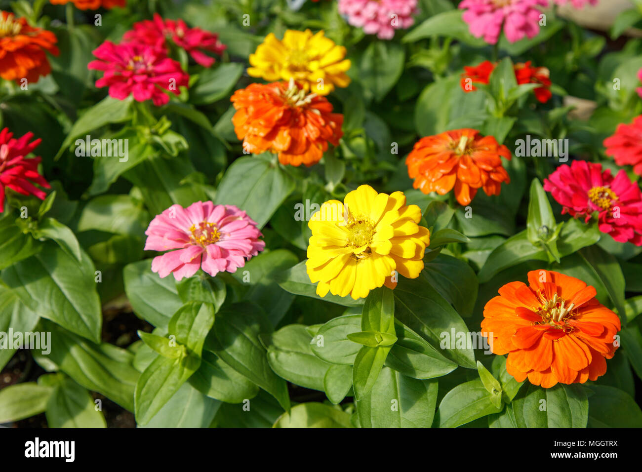 Zinnia texture hi-res stock photography and images - Alamy
