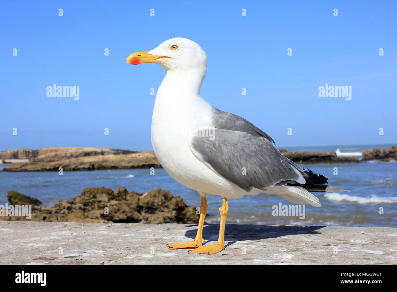 Yellow Legged Gull Larus michahellis - summer adult Stock Photo - Alamy