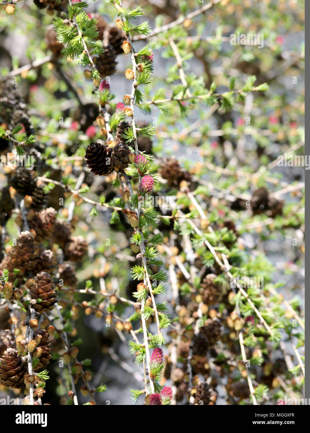 Larch seed trees hi-res stock photography and images - Alamy
