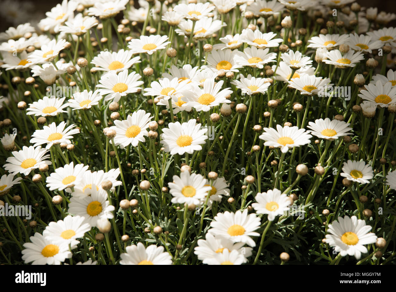 Simple daisies hi-res stock photography and images - Alamy