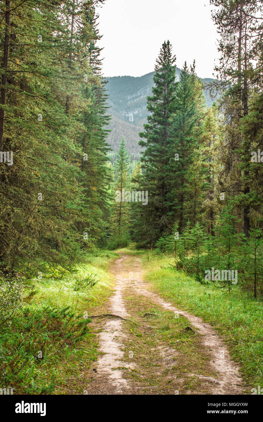mountain path hidden in the evergreen forest Stock Photo - Alamy