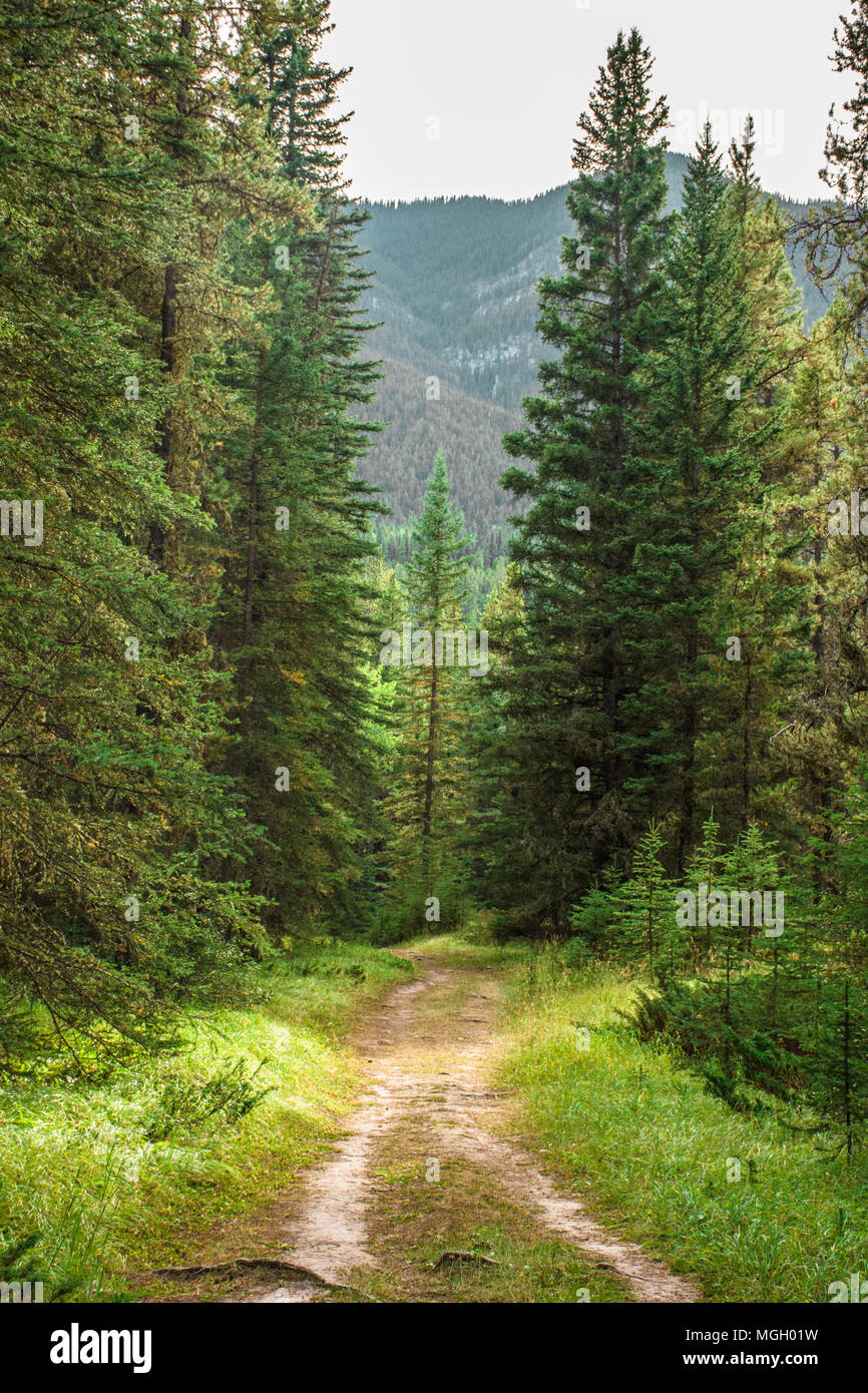 mountain path hidden in the evergreen forest Stock Photo - Alamy