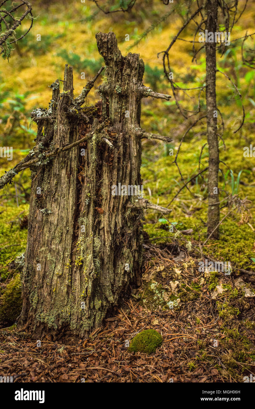 Stump mountain hi-res stock photography and images - Alamy