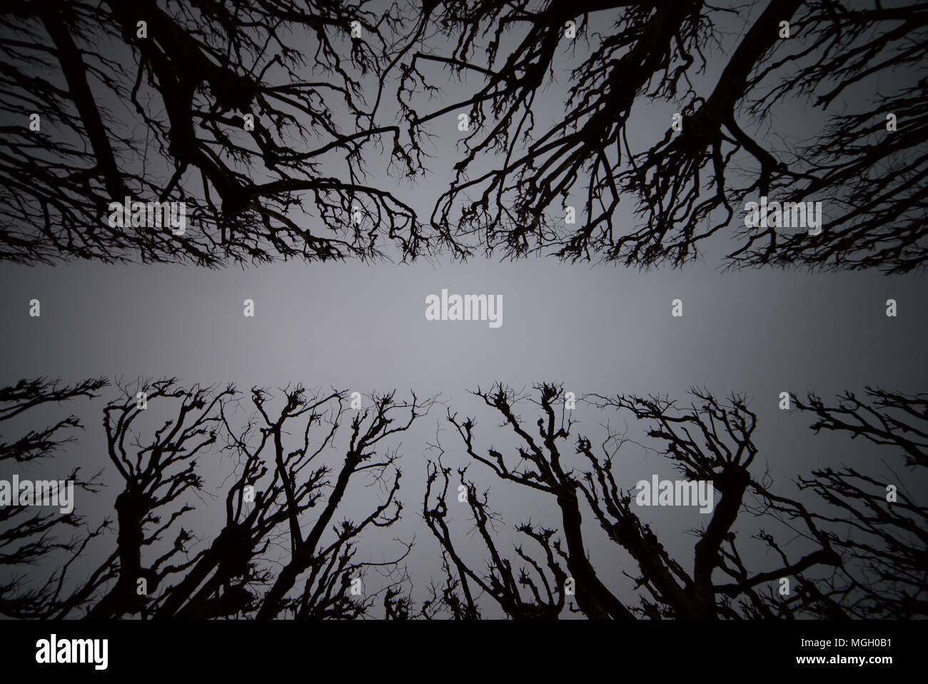 Straight lines in nature hi-res stock photography and images - Alamy