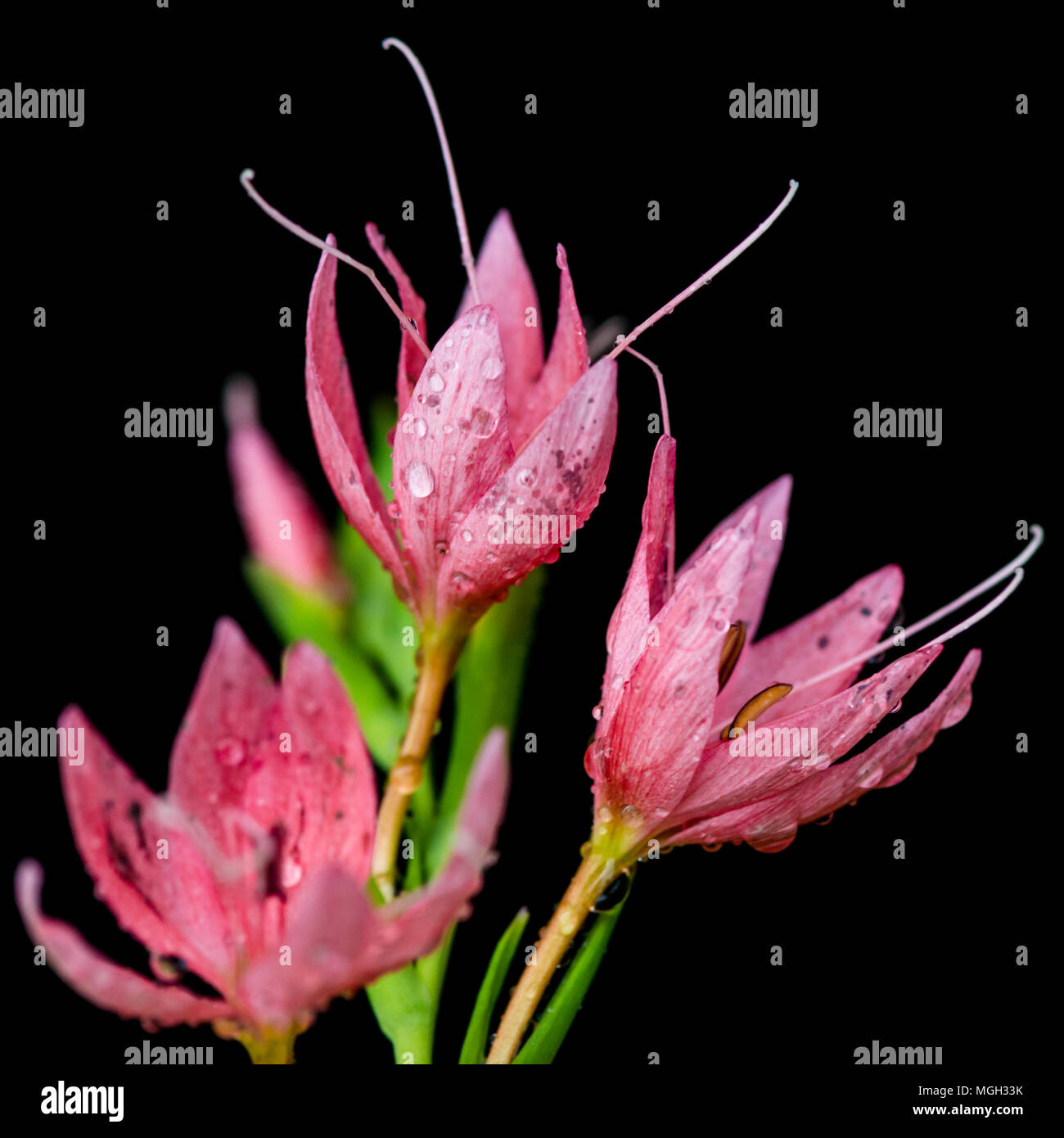 Hesperantha coccinea water hi-res stock photography and images - Alamy
