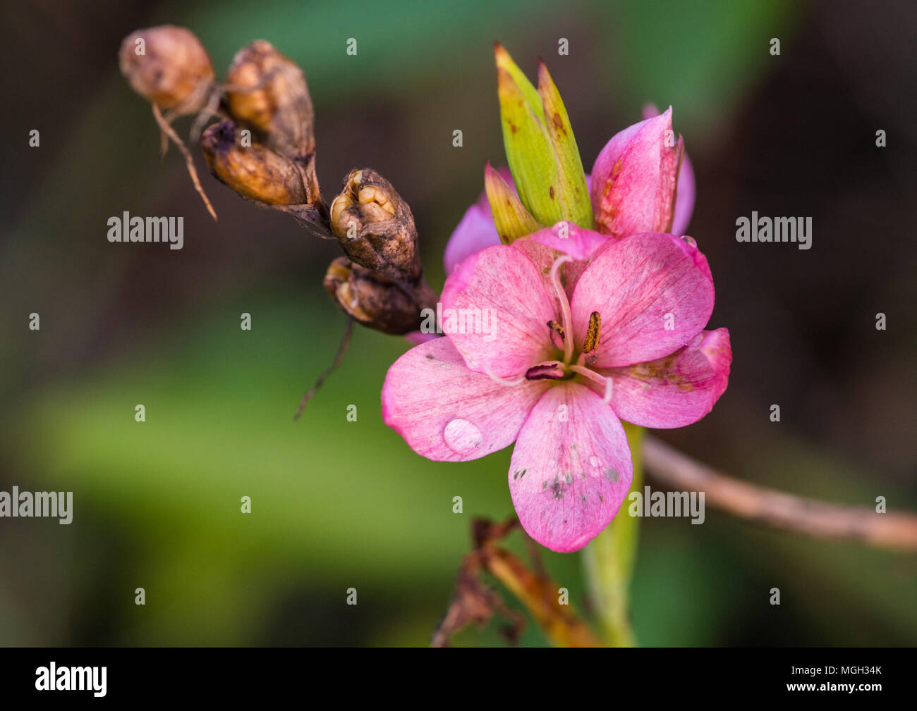 A macro shot of a pink river lily bloom Stock Photo - Alamy