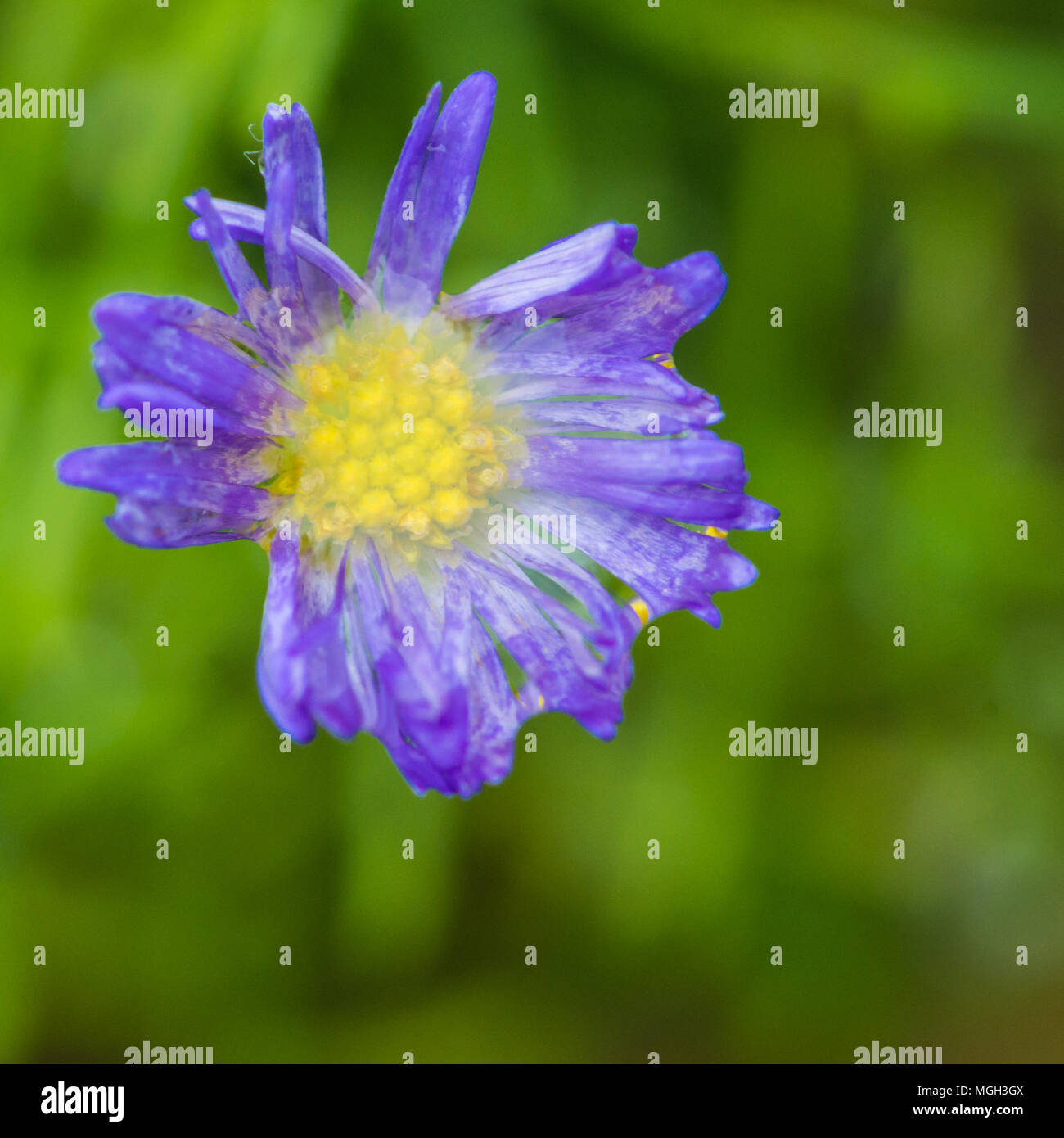 Brachyscome multifida hi-res stock photography and images - Alamy