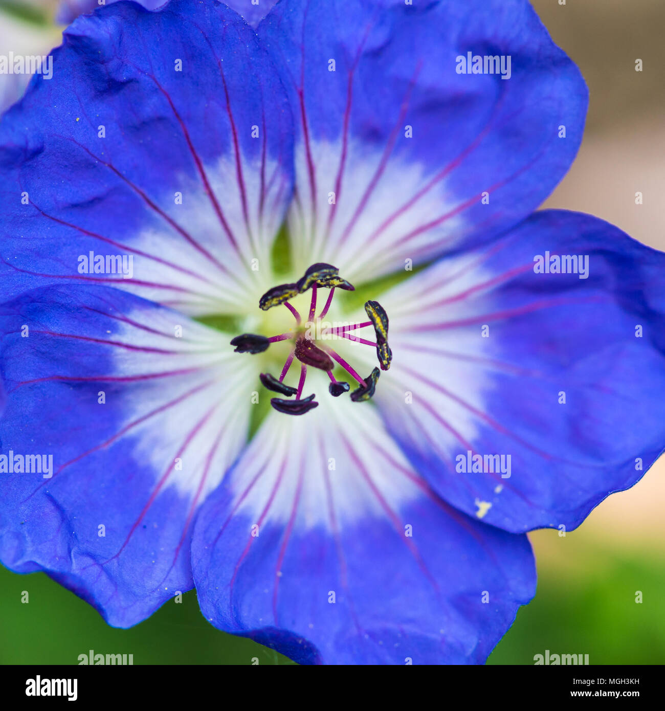 A macro shot of a blue geranium Rozanne bloom Stock Photo - Alamy