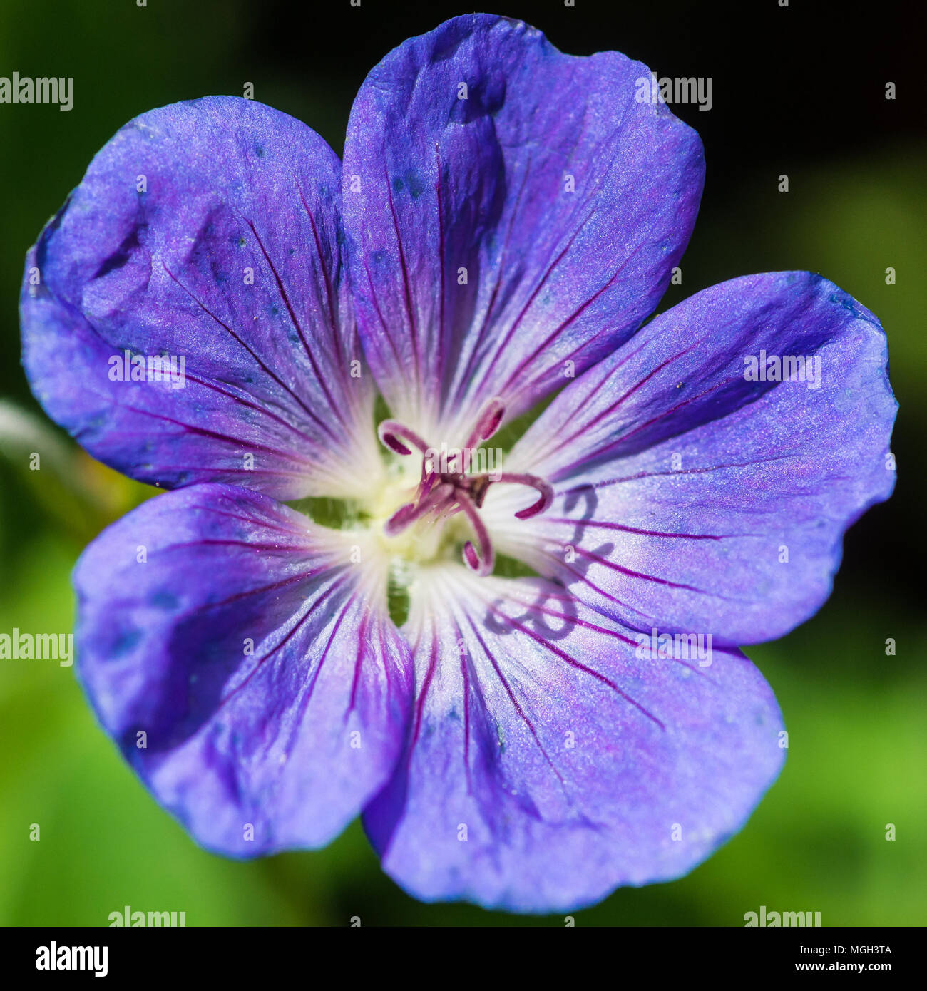 A macro shot of a blue geranium rozanne bloom Stock Photo - Alamy