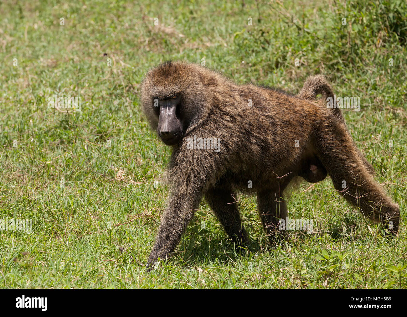 Kenyan baboon hi-res stock photography and images - Alamy