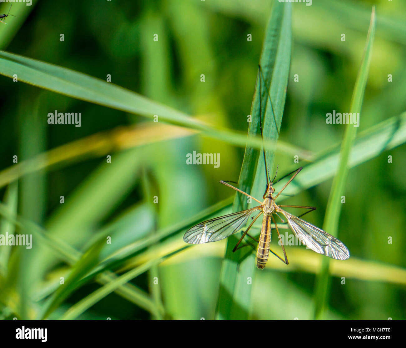 Mosquito grass hi-res stock photography and images - Alamy