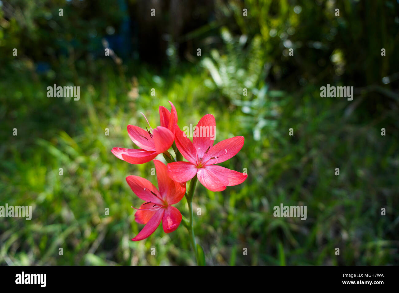 The flowers of spring Stock Photo - Alamy