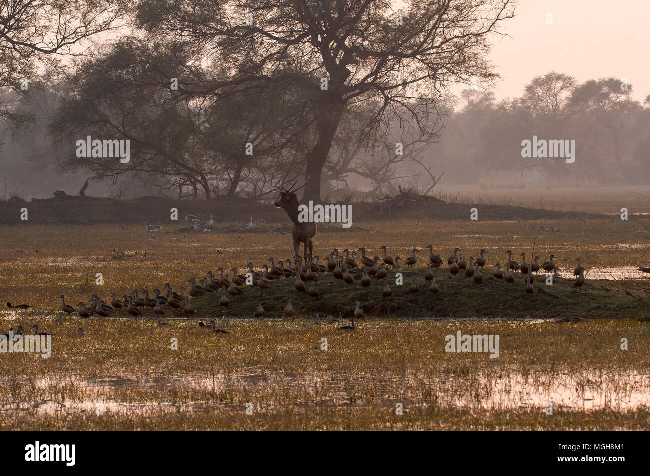 Chital running hi-res stock photography and images - Alamy