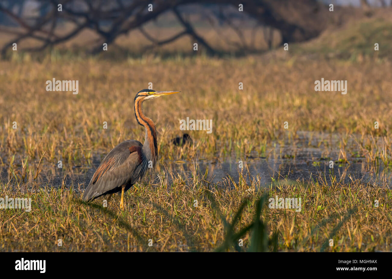 Bird taking off with fish in mouth hi-res stock photography and images ...