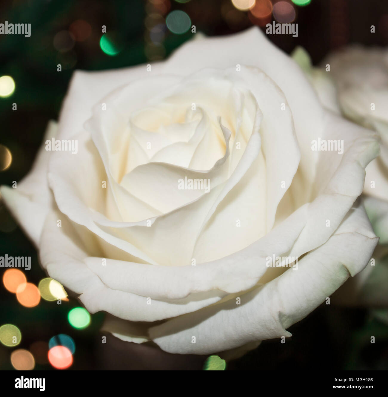 White Rose background Stock Photo - Alamy