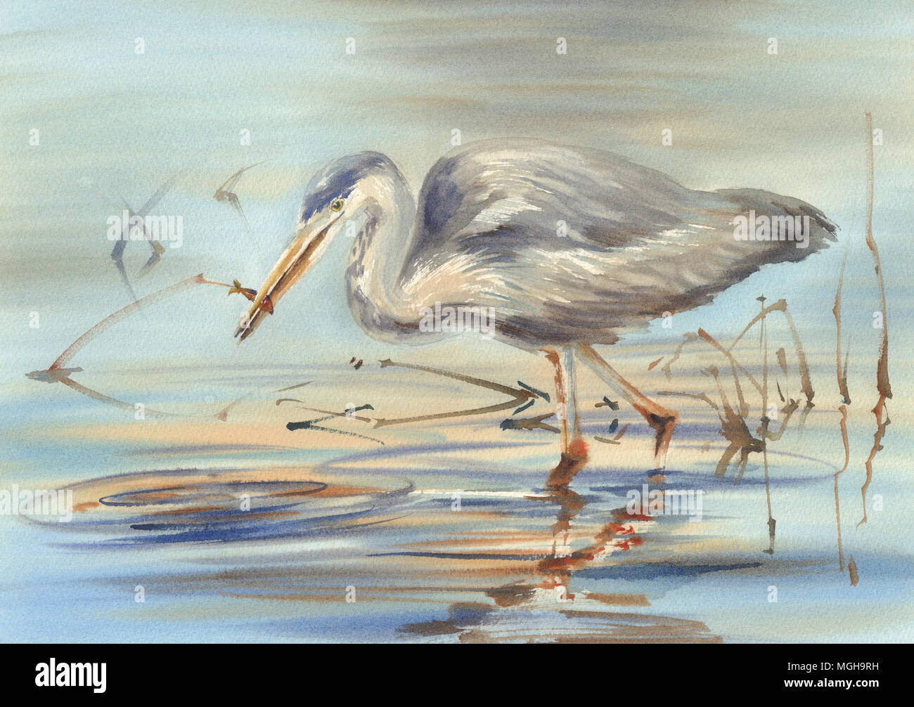 water bird in the lake watercolor Stock Photo - Alamy