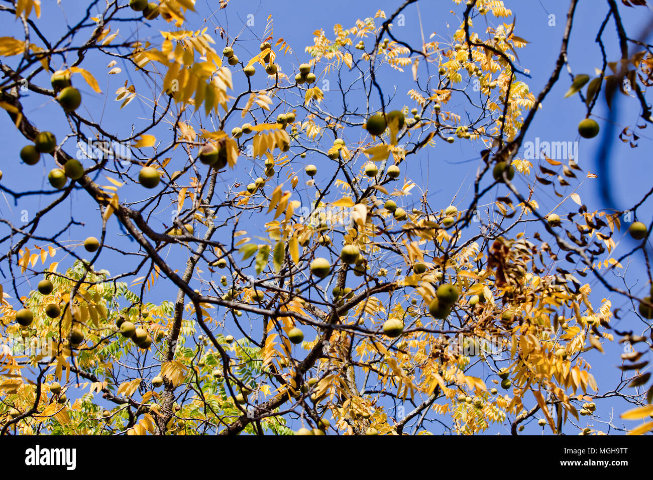 Fruit on yellow tree, leaf, tree, food, fresh, natural, garden Stock ...
