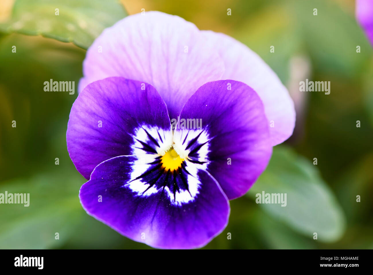 Pansy (Viola Tricolor) flower growing in the garden Stock Photo - Alamy