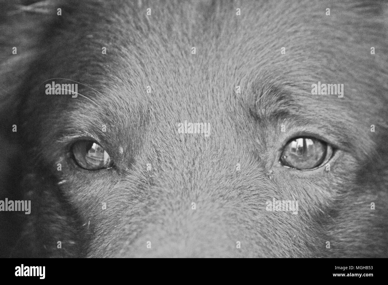 Close up dogs eye macro Black and White Stock Photos & Images - Alamy