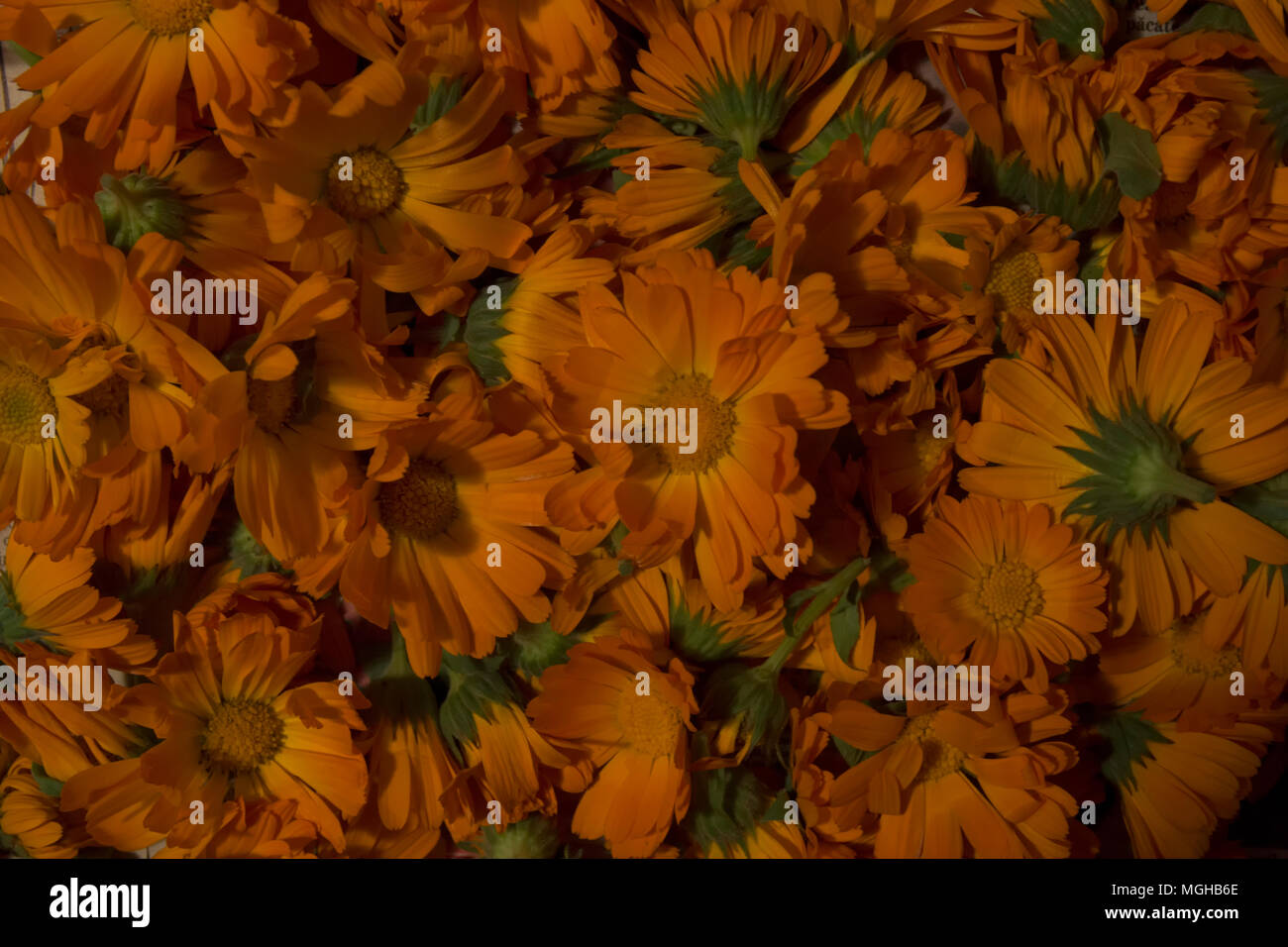 Marigold flowers abstract background hi-res stock photography and ...