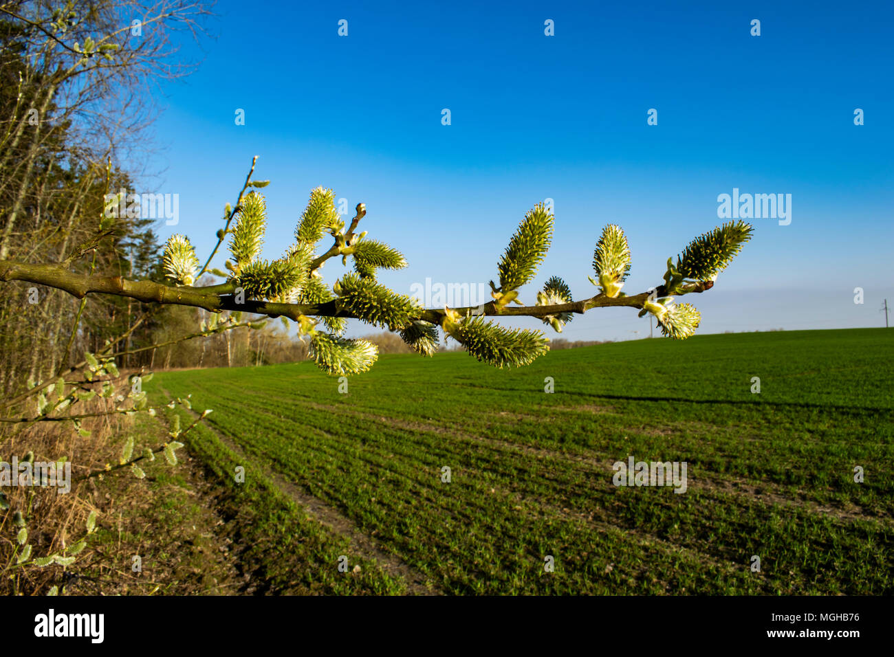 spring trees come to life Stock Photo - Alamy
