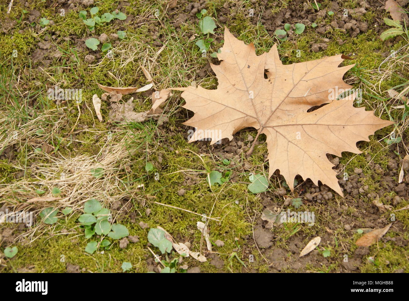 Maple leaf on the ground Stock Photo - Alamy