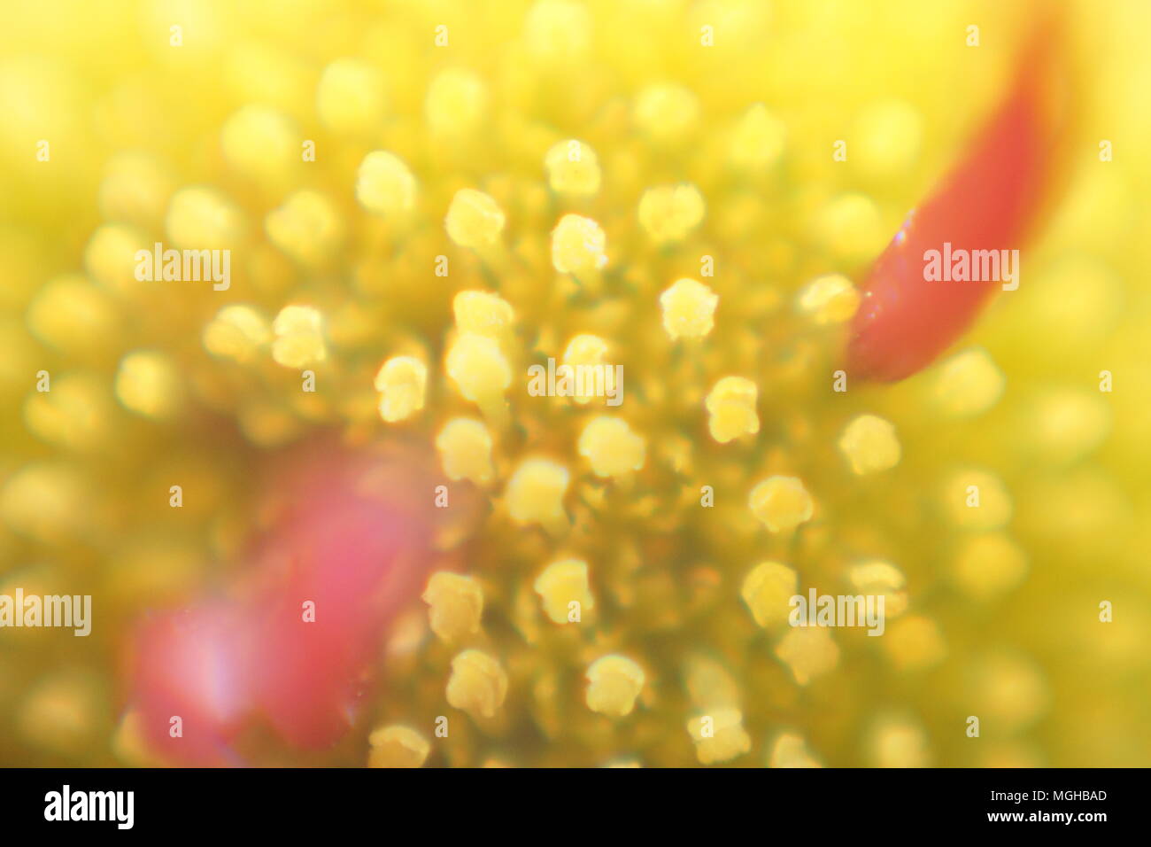 Radiating flower hi-res stock photography and images - Alamy