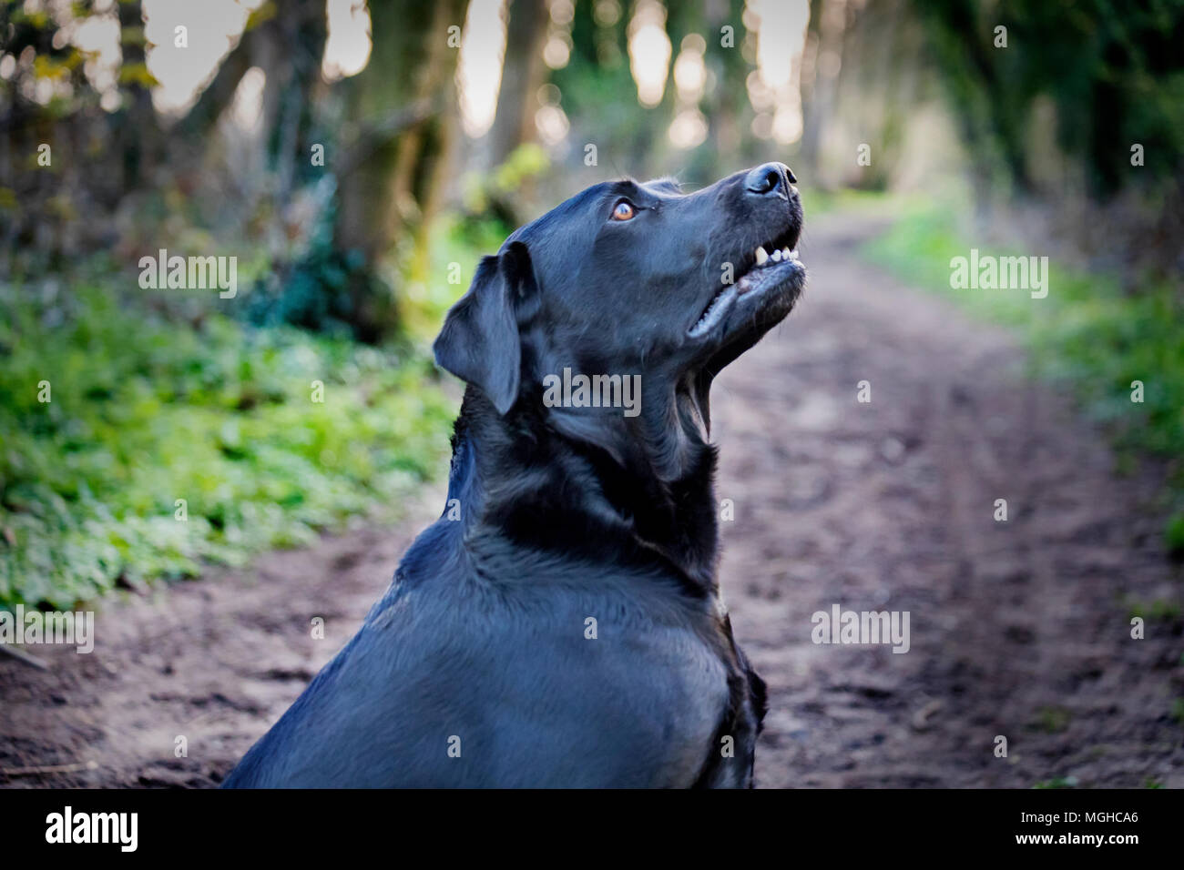 Black lab search rescue dog hi-res stock photography and images - Alamy
