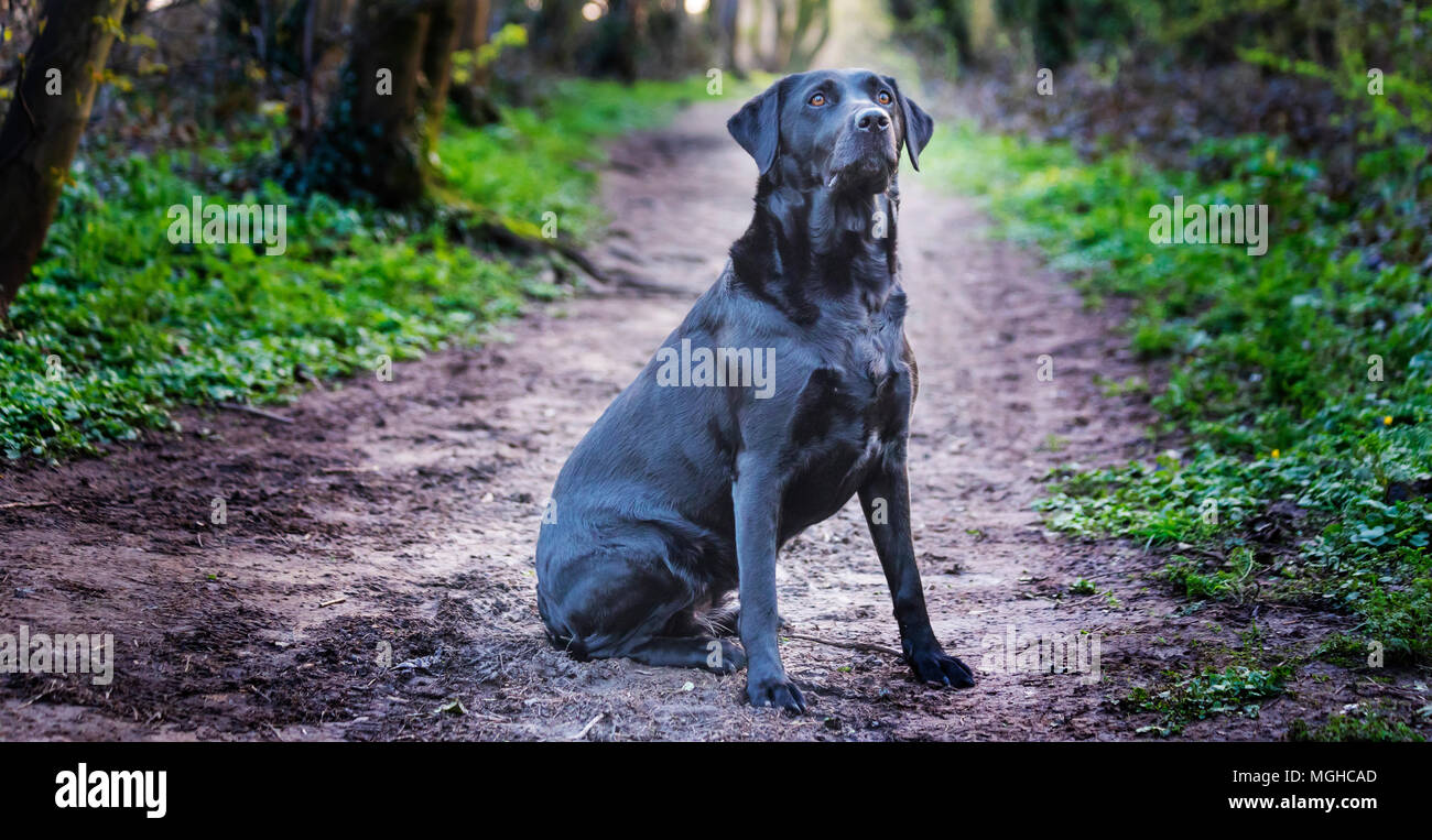 Black labrador on a walk hi-res stock photography and images - Alamy