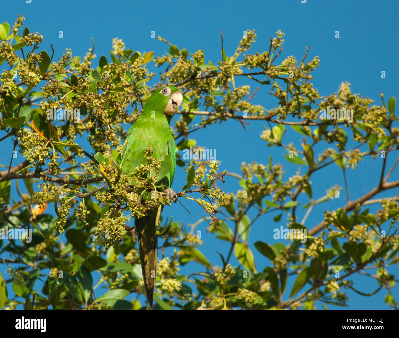 Cuban Parakeet (Psittacara euops) Vulnerable, Zapata Peninsula, CUBA ...