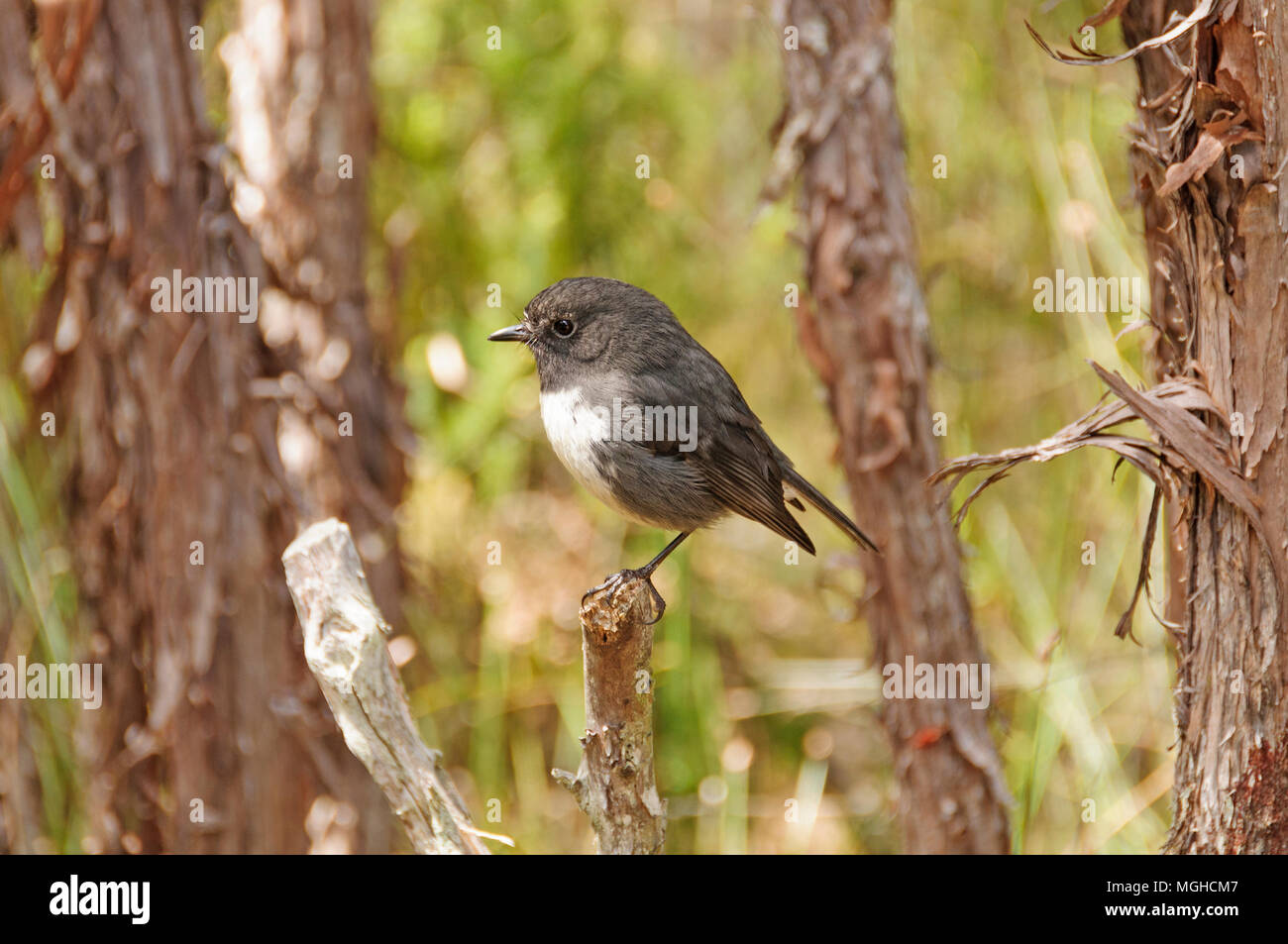 New Zealand Robin on Stewart Island in New Zealand Stock Photo - Alamy