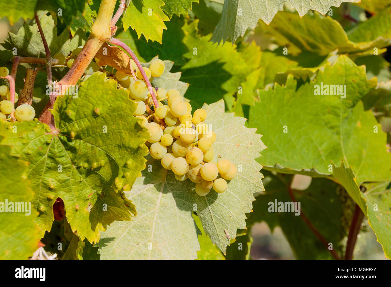 Ecofood hi-res stock photography and images - Alamy
