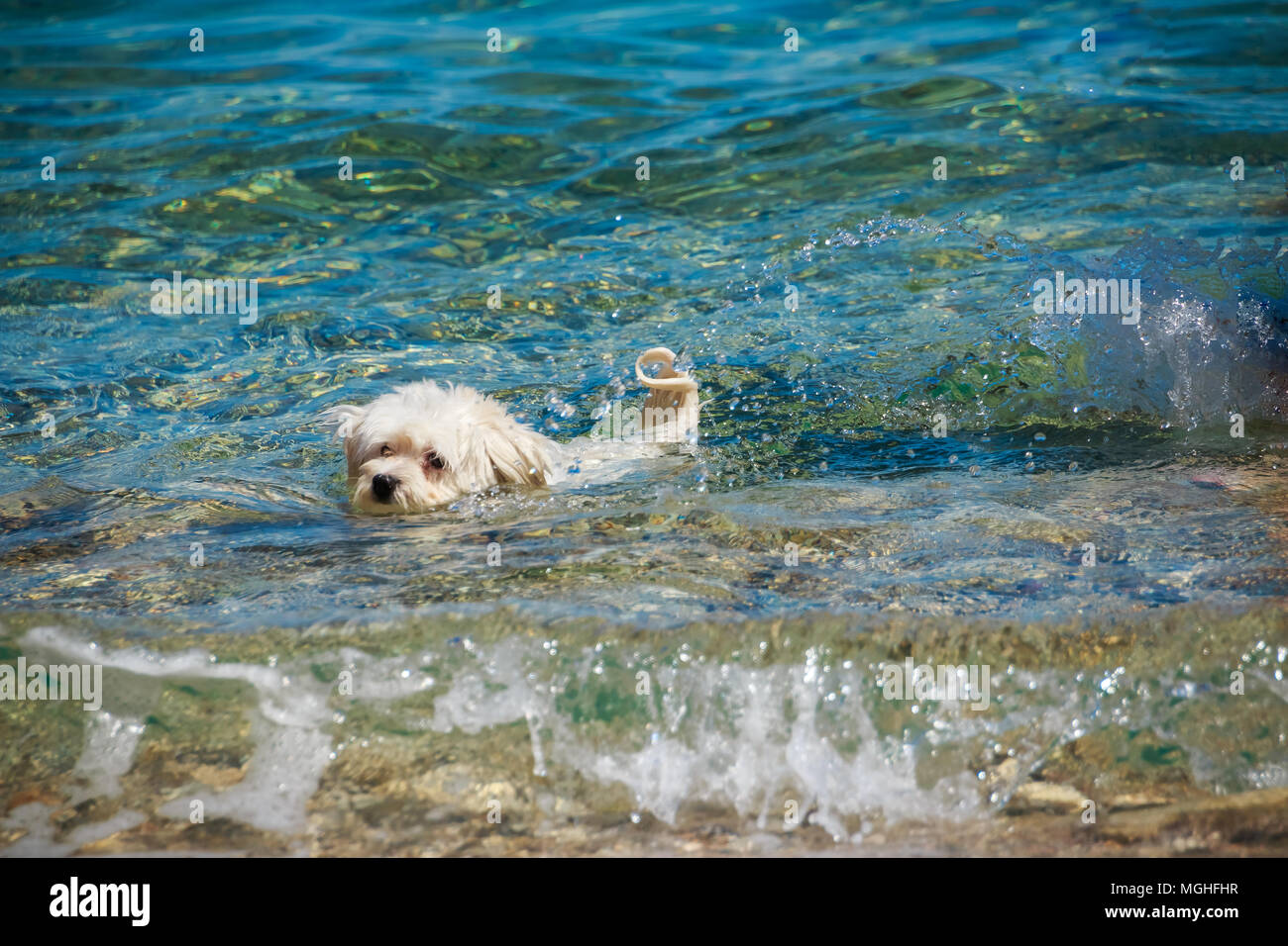 small white dog swimming in the sea. concept about animals and nature ...