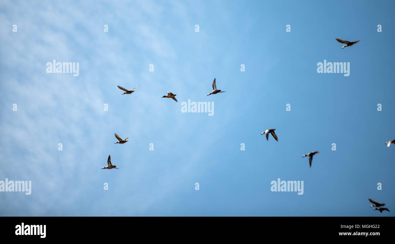 Duck overhead hi-res stock photography and images - Alamy