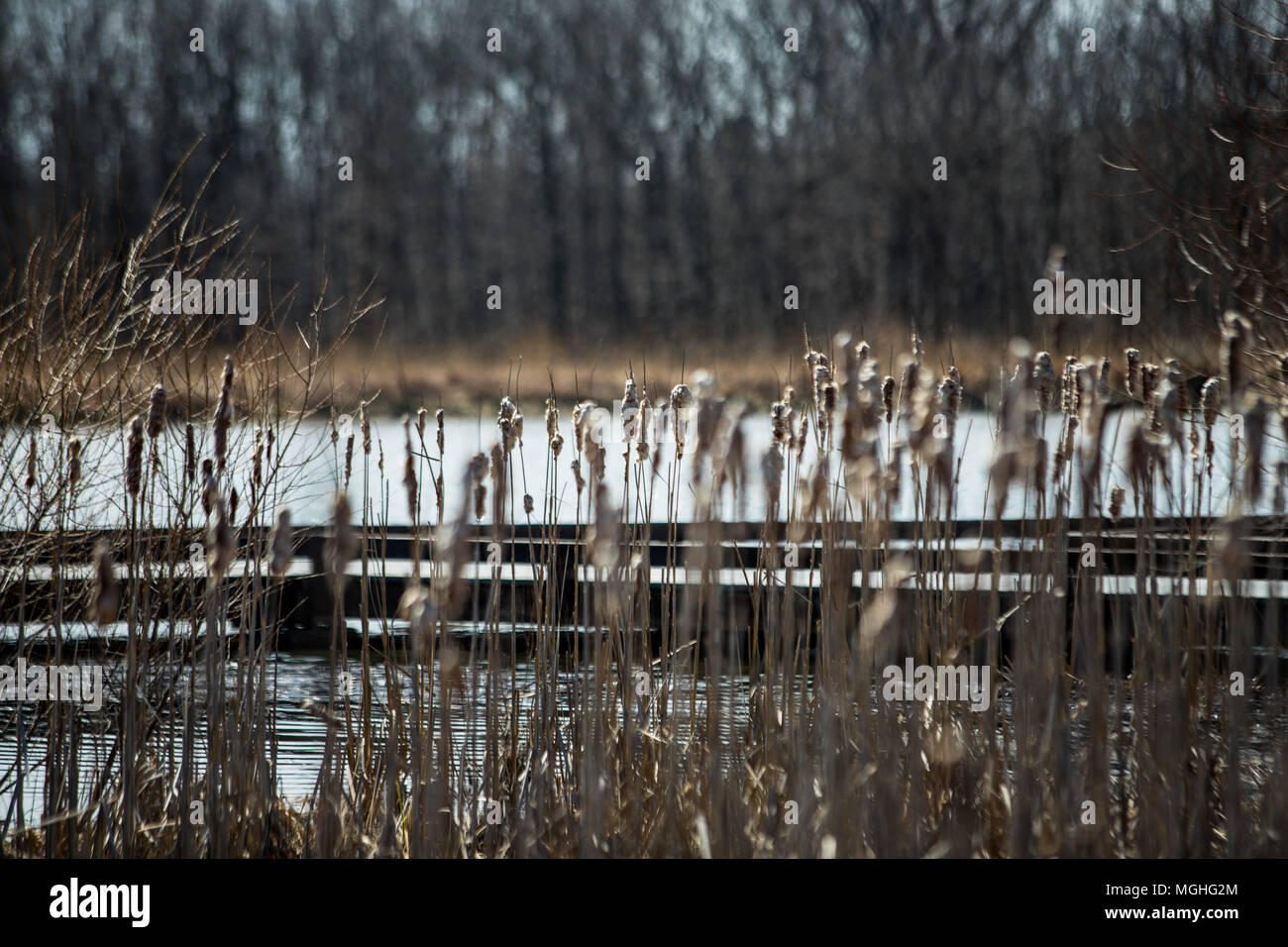 Wetlands bridge hi-res stock photography and images - Alamy