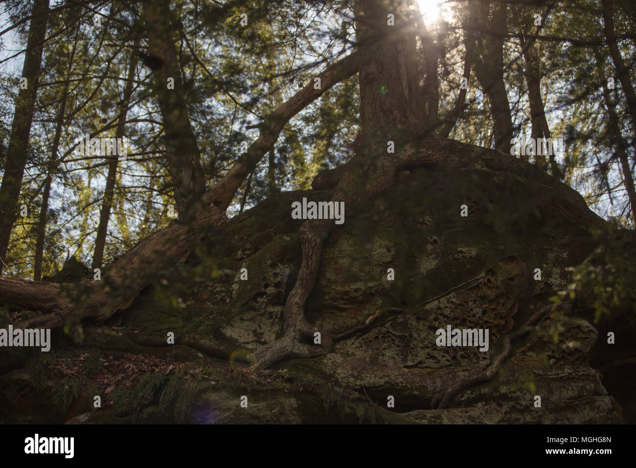 Life Finds a Way Stock Photo - Alamy