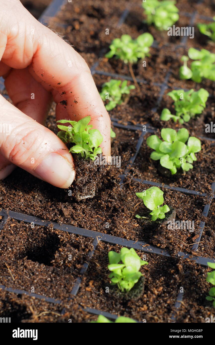 Plug plants hi-res stock photography and images - Alamy