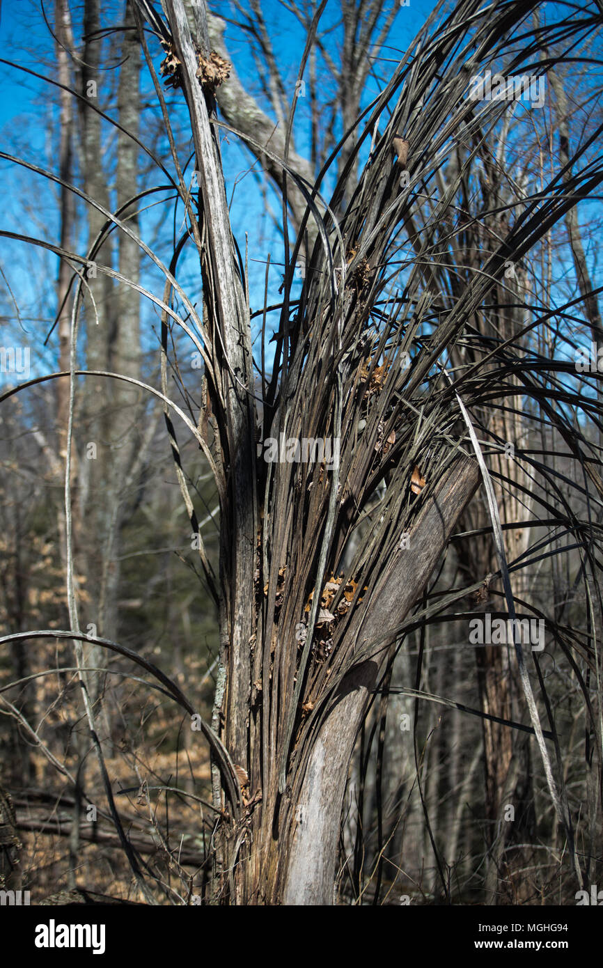 Splintered hi-res stock photography and images - Alamy