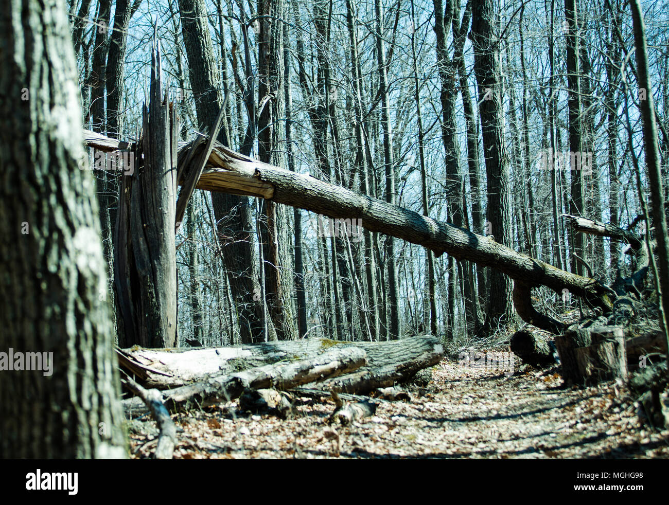 Knocked over tree hi-res stock photography and images - Alamy