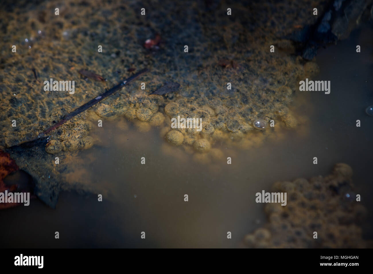 Green scum hi-res stock photography and images - Alamy