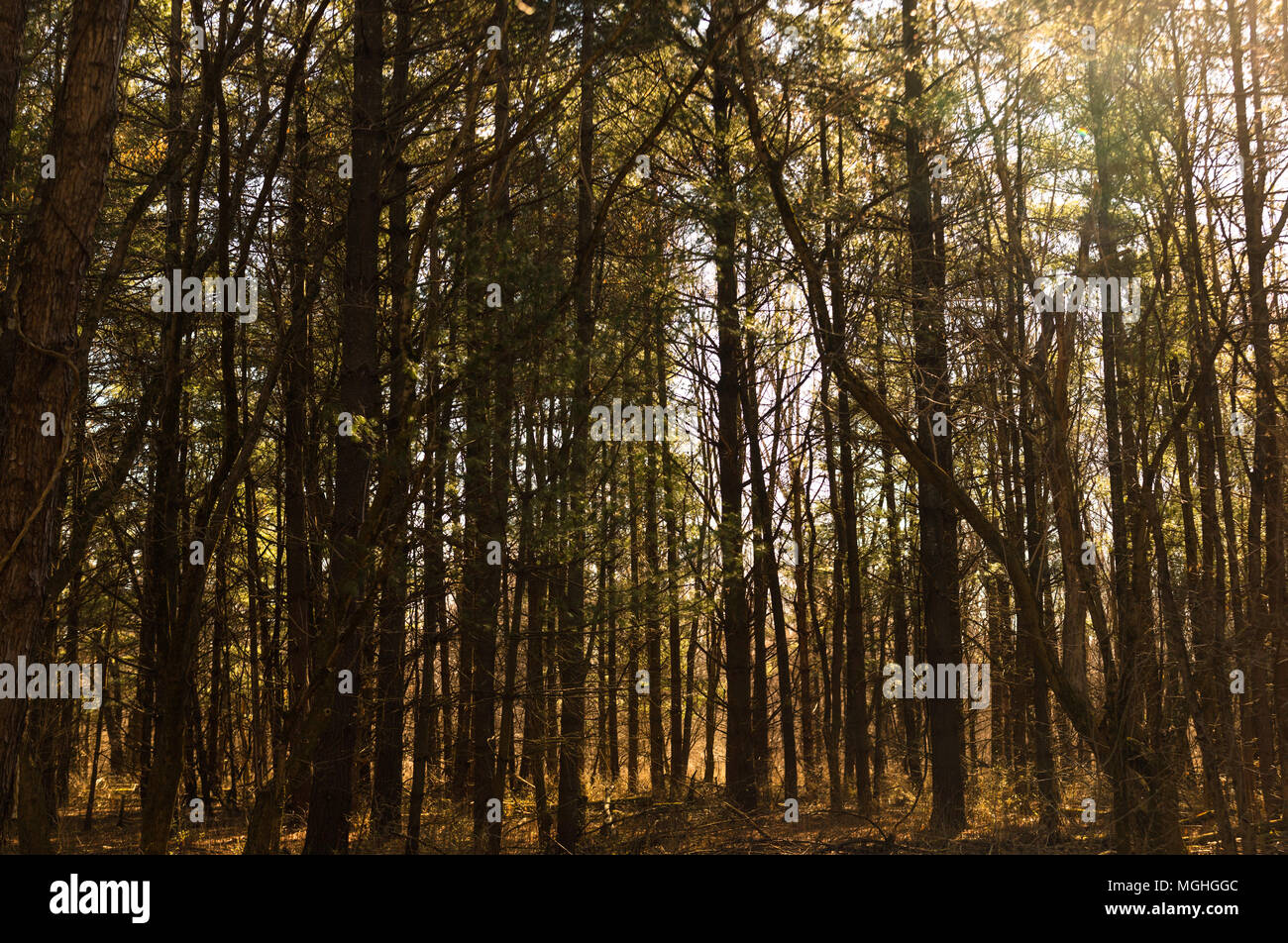 Evergreens in Spring Stock Photo - Alamy