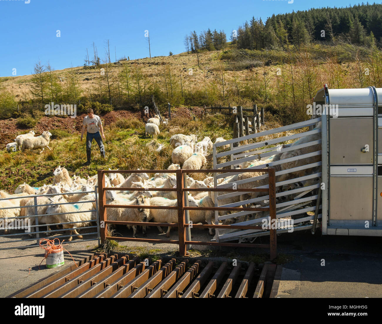 Trailer of sheep hi-res stock photography and images - Alamy