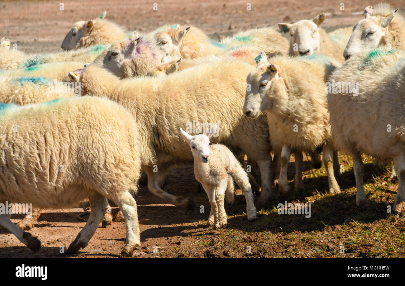 Single lamb in a flock of sheep Stock Photo - Alamy