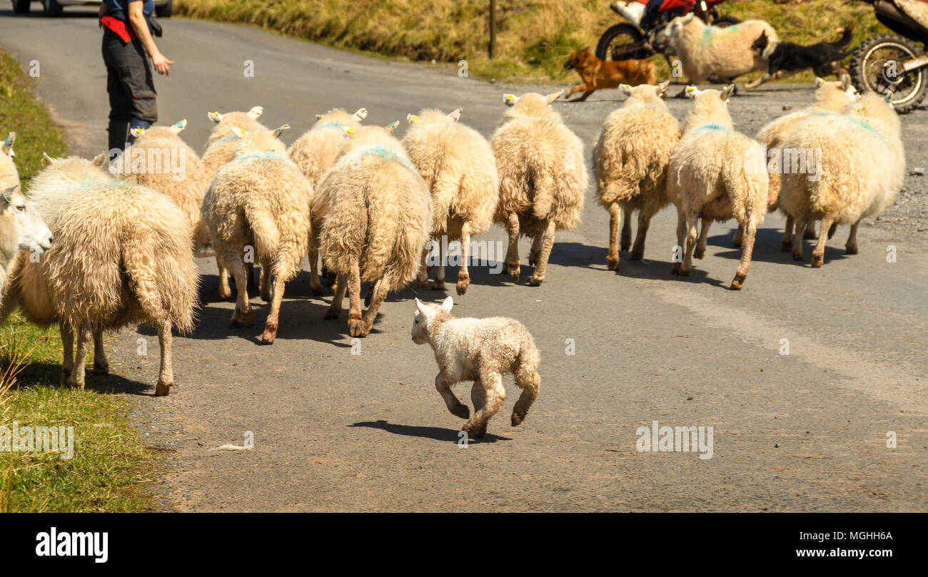Lamb running after a flock of sheep Stock Photo - Alamy