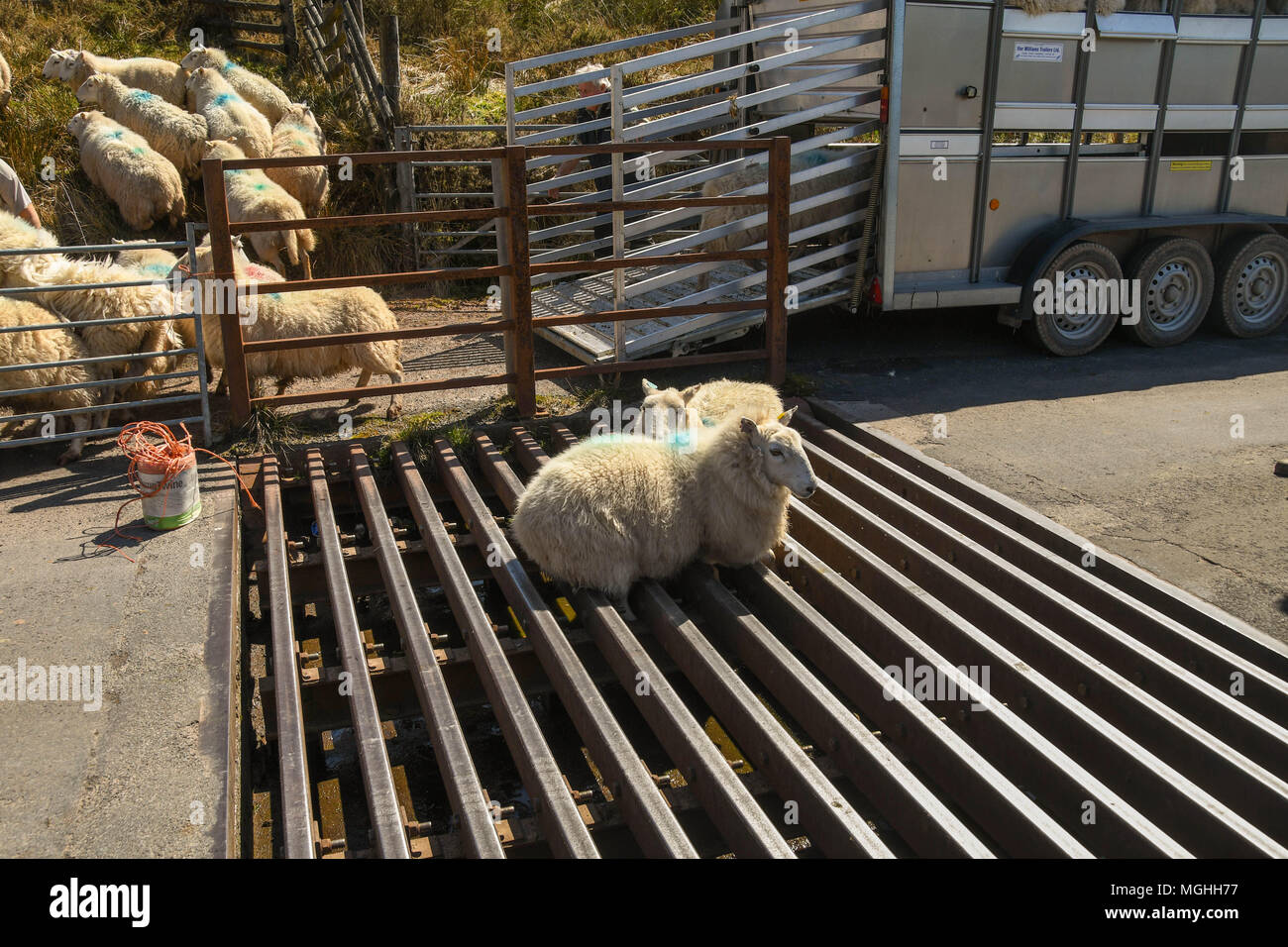 Sheep stuck in cattle grid Stock Photo - Alamy
