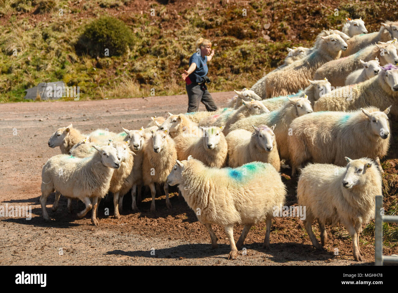 Farm worker shepherding a flock of sheep Stock Photo - Alamy