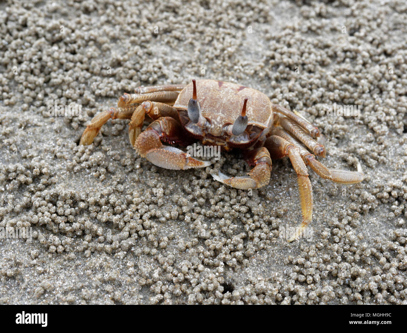 Red or orange ghost or sand crab with pale color body is in front of ...
